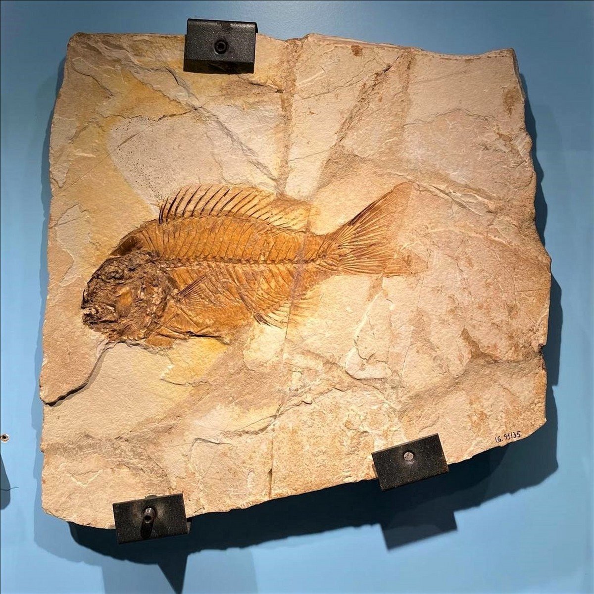 Trekking tra i Fossili di Bolca: dove la natura racconta il passato ...