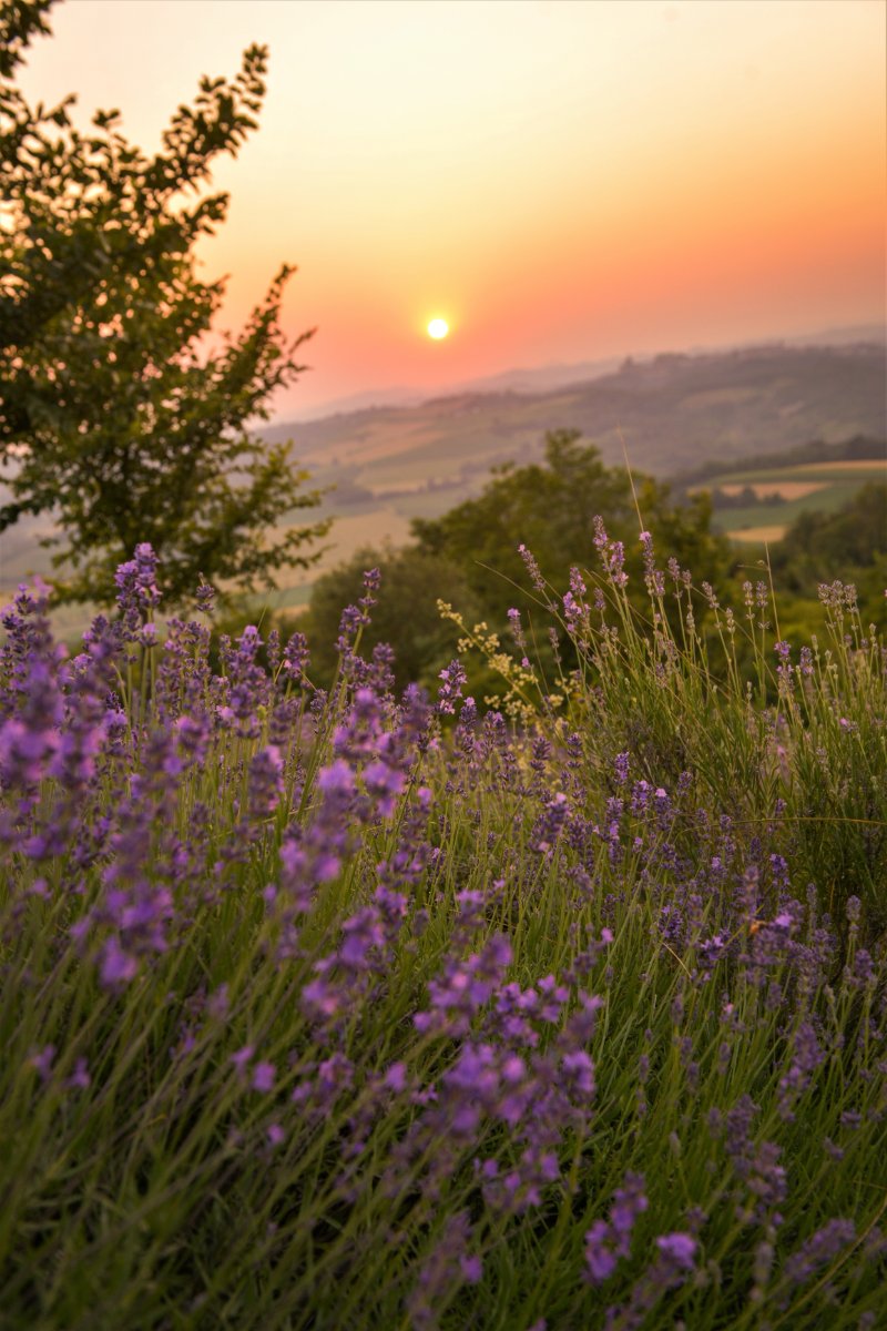 Camminata con cena al tramonto tra i campi di Lavanda del Monferrato ...