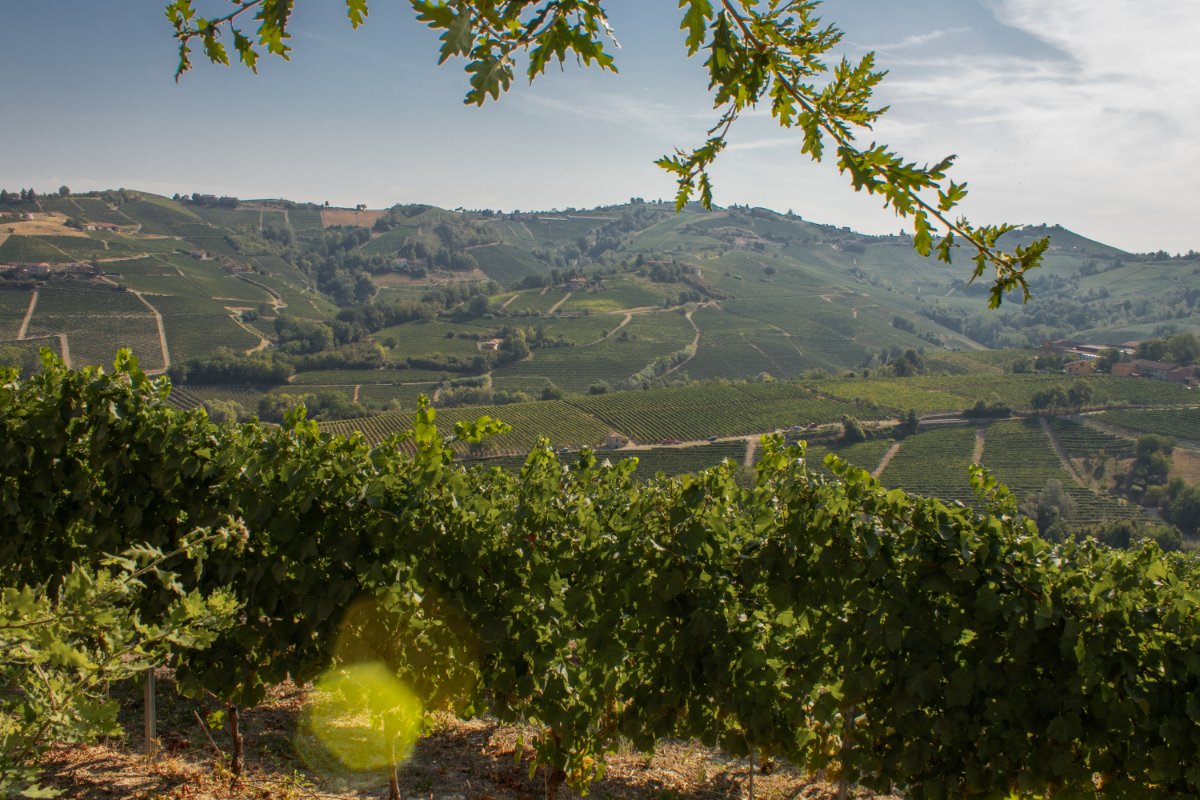 Passeggiata a Loazzolo e i Sentieri del Vino Moscato | Meeters