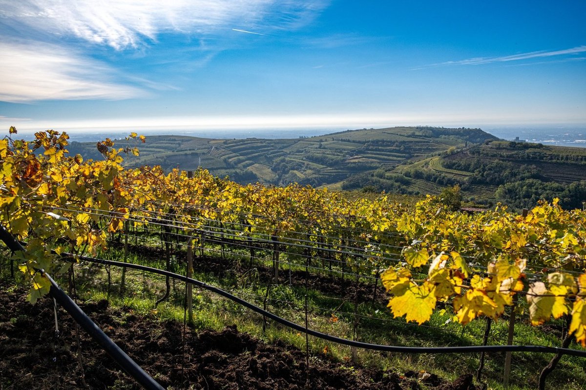 Escursione e Degustazione nel Soave: il Percorso dei 10 Capitelli | Meeters